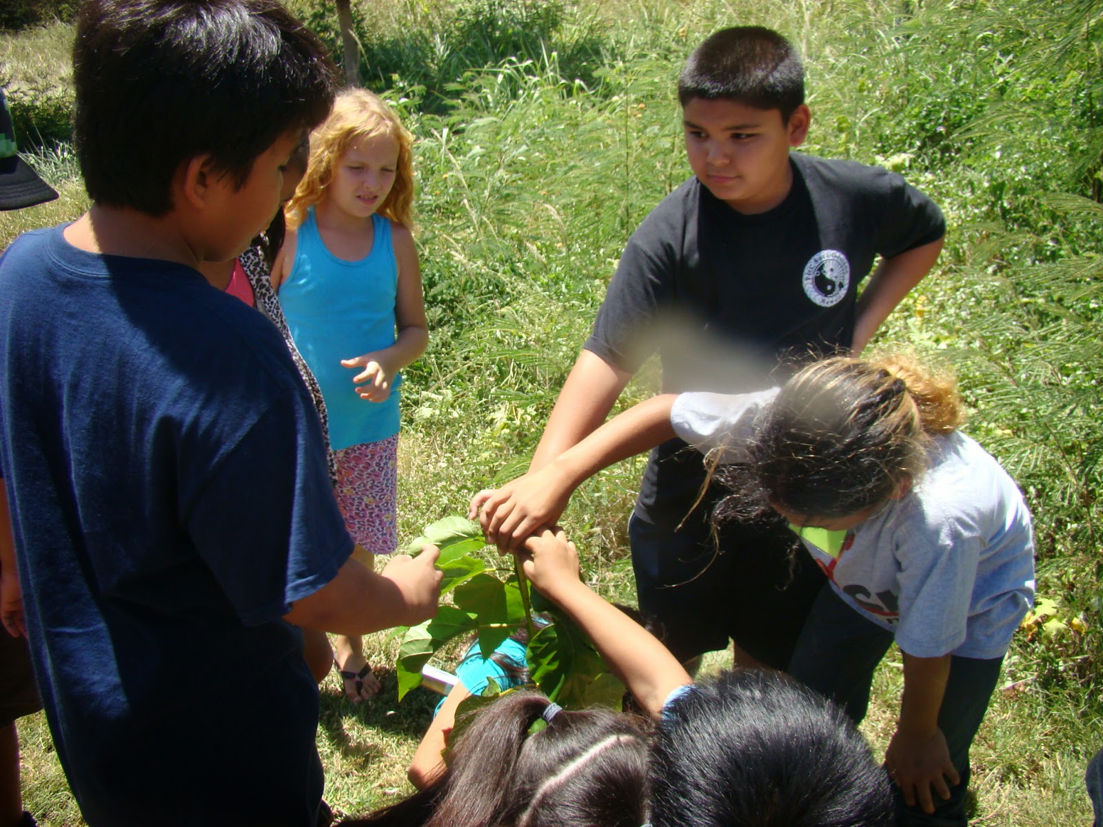 Room 8 `Ohana: Planting our Kou trees...