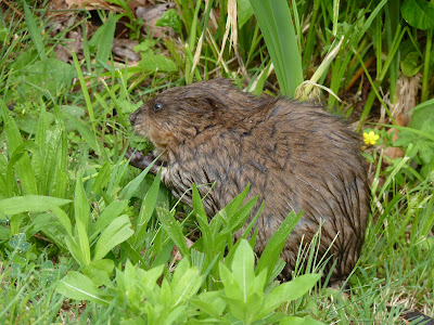 The Greenbelt: More Muskrat