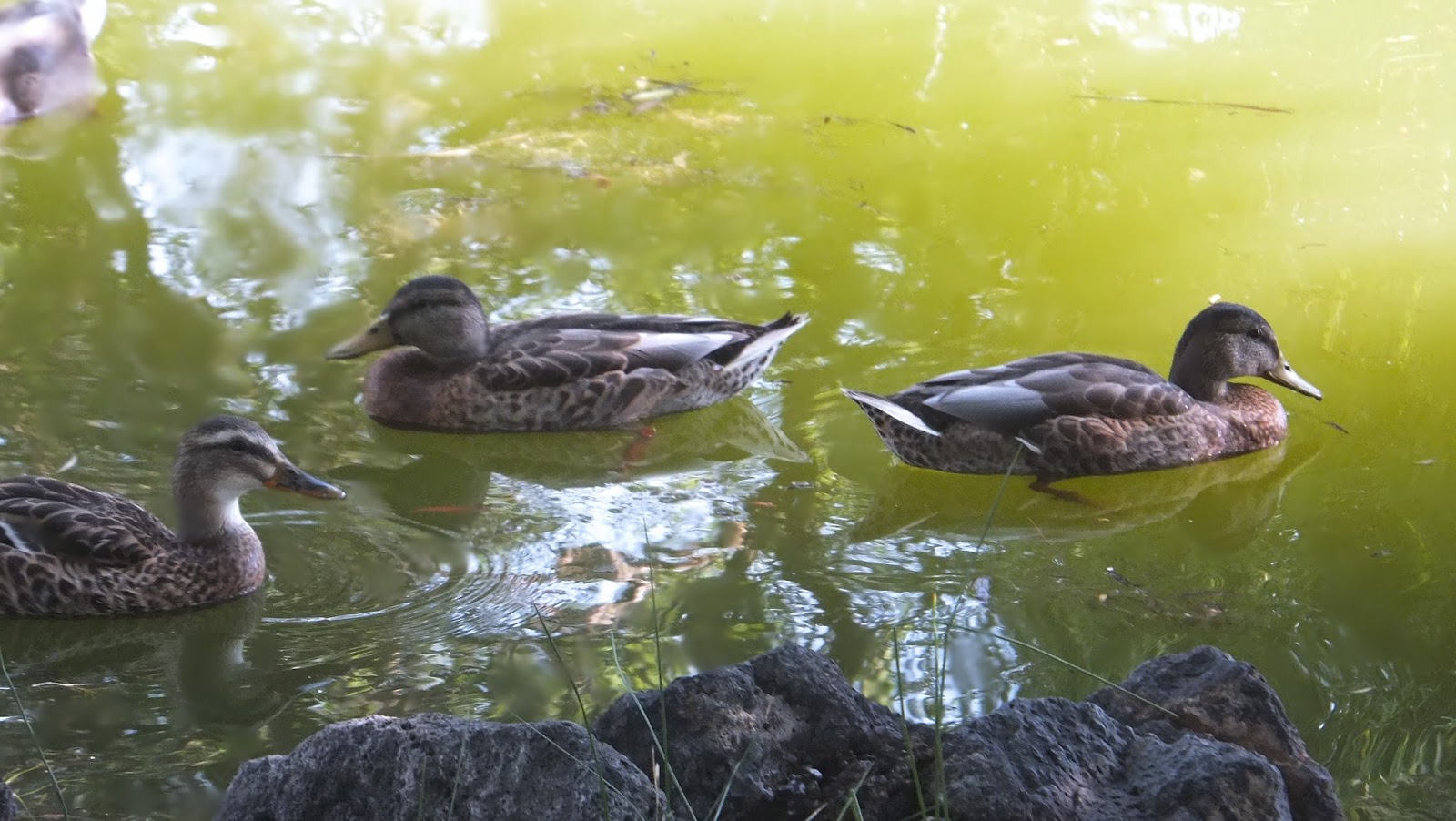 Ash Tree Cottage: Very Big Truck and Bye Bye Ducks