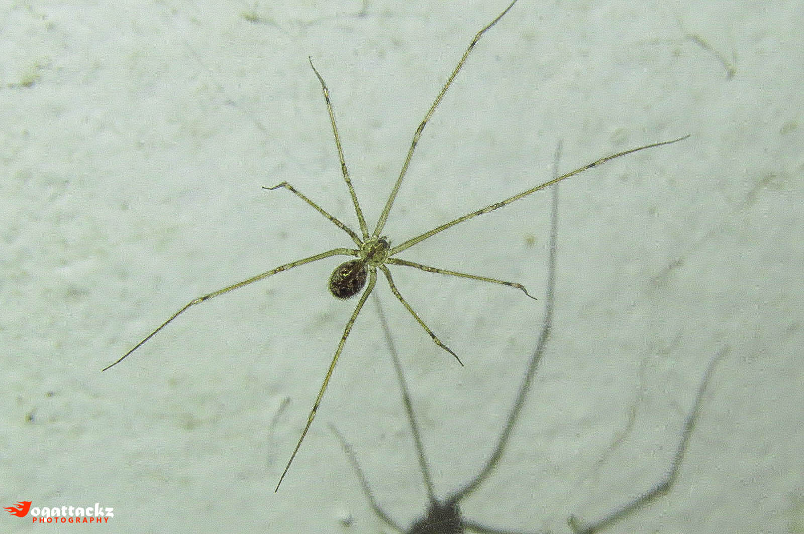 PHILIPPINE SPIDERS: PHOLCIDAE ( CELLAR SPIDER )
