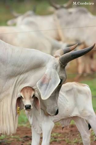 Indian Gyan: Identifying Desi/ Indigenous Cow