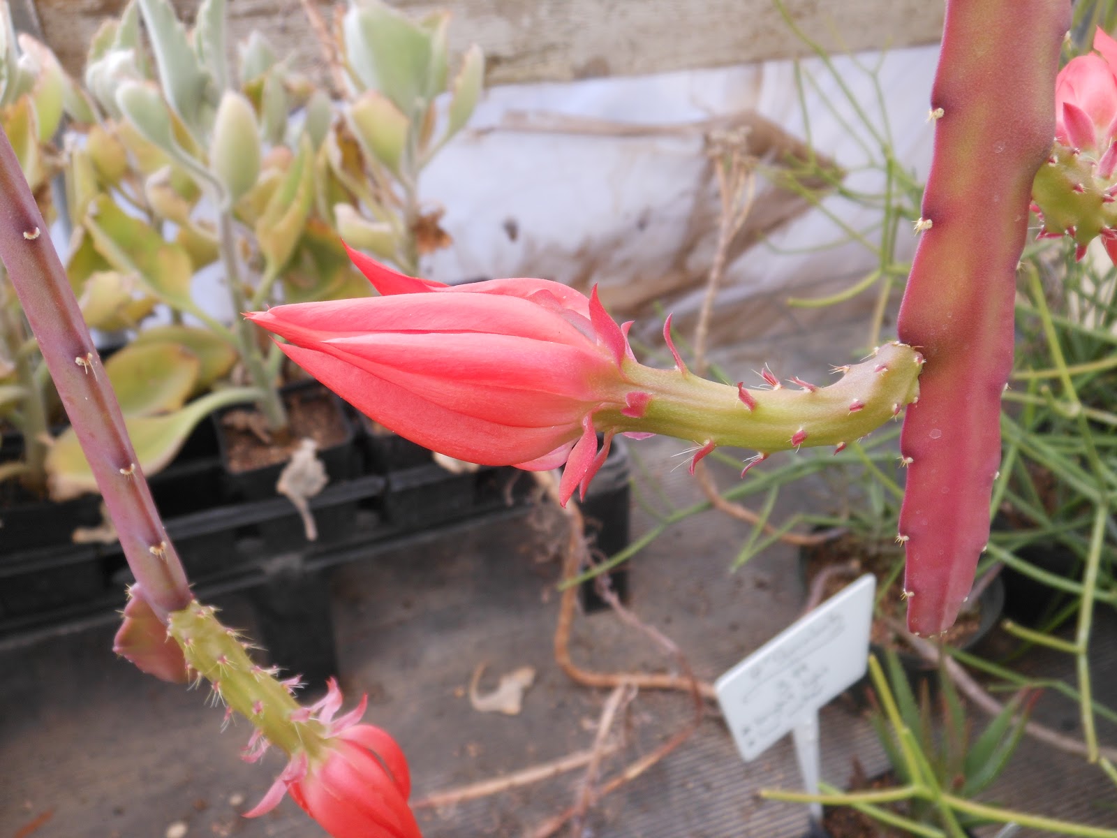 Orchid or Strap Cactus