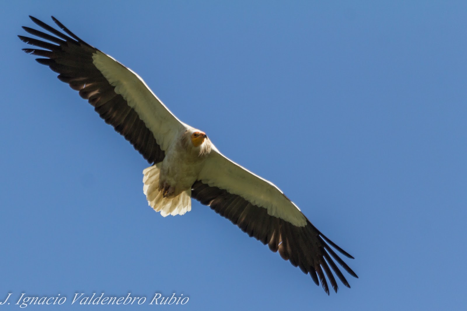 DocNatureBlog: El Buitre blanco y sabio. Alimoche común (Neophron ...