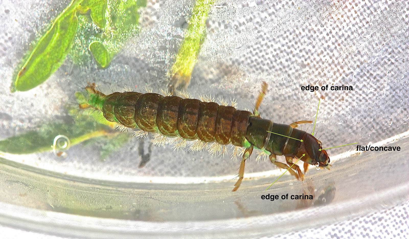 Aquatic Insects of Central Virginia: Macrostemum -- the "Uncommon ...