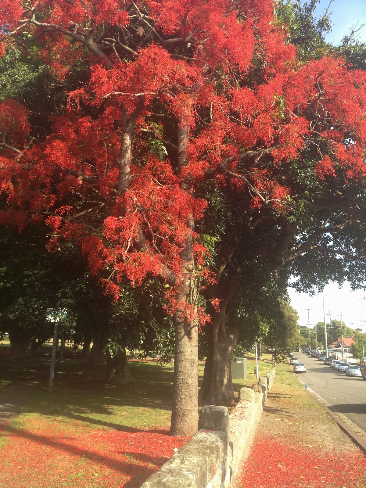 Sydney Daily Photo: Illawarra Flame Tree