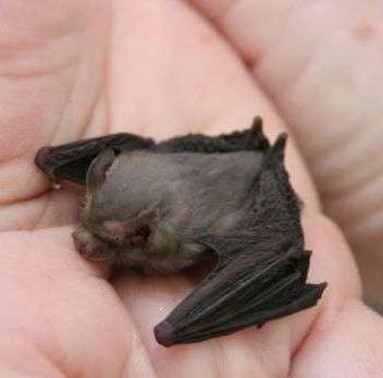 Unique Facts And Information: Kitty’s hog-nosed bat Smallest bat on Earth
