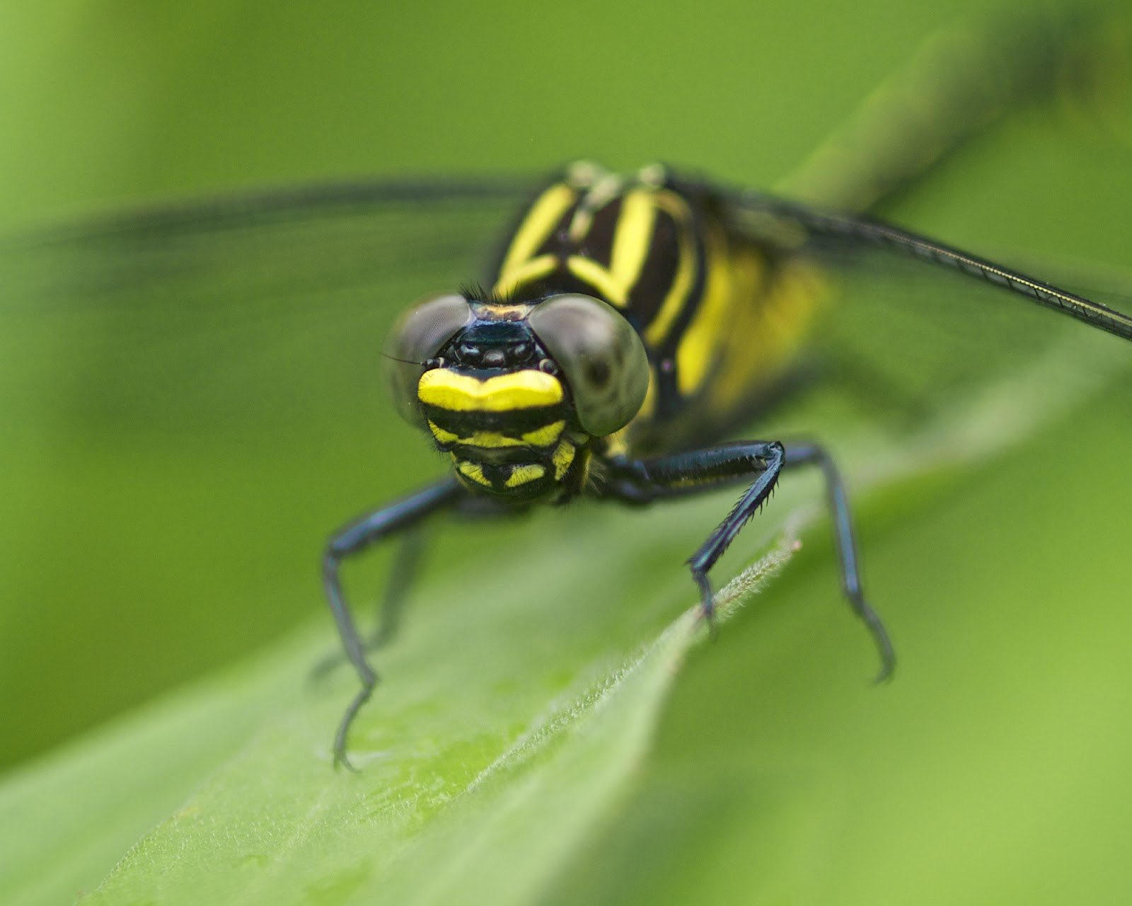 David Marvin Photography - Lansing, Michigan: Dragonflies Are Everywhere!