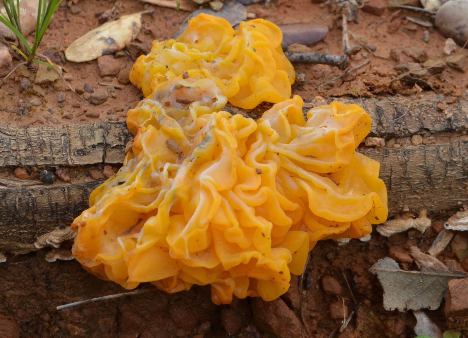 Setas Extremadura : Tremella Aurantia