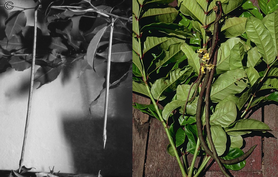 Life is short, but snakes are long: Malagasy Leaf-nosed Snakes