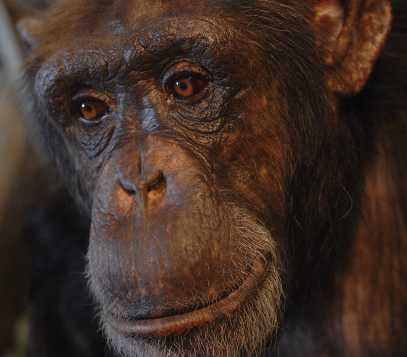 AJORBAHMAN'S COLLECTION: Smart Chimp Gets Speech Like a Human