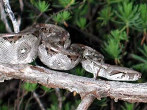 La fauna Yucateca: FAUNA DE YUCATAN
