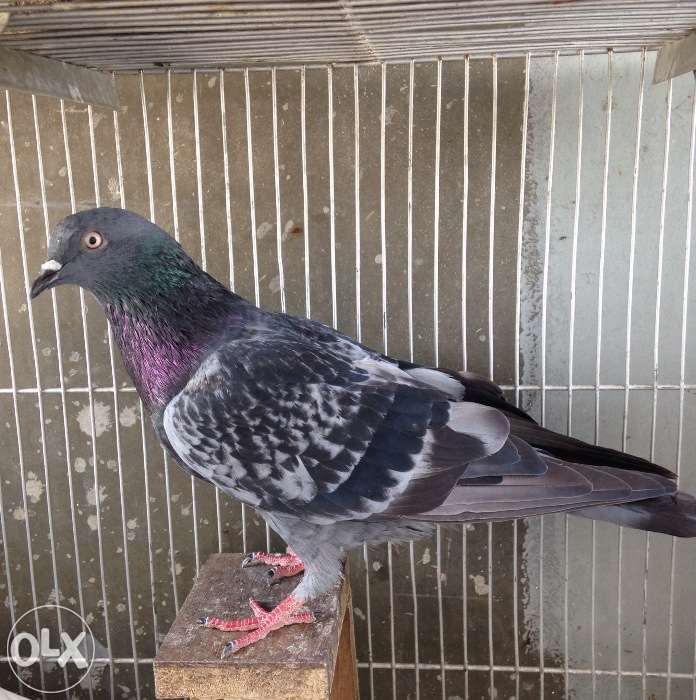 Pakistani Highflyer | BD PIGEONS