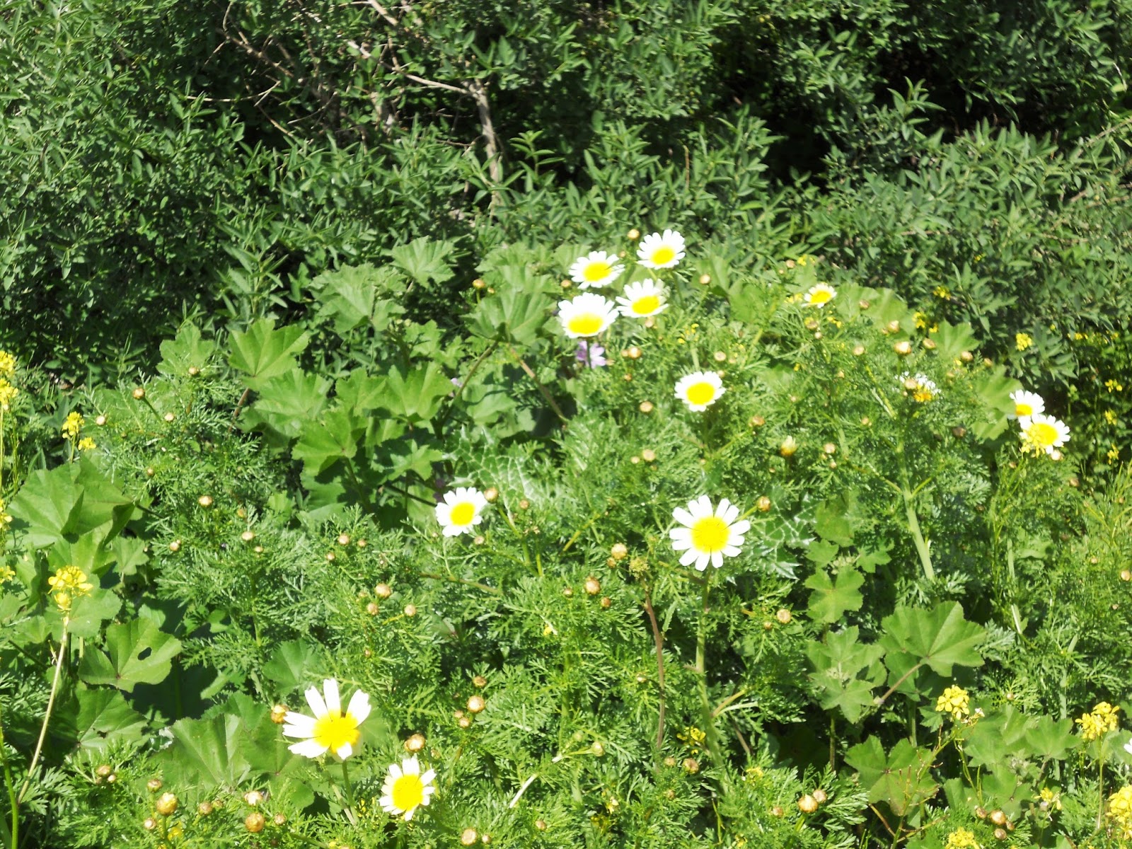 Cheerfulmoon: sağım, solum, bahar, bahçem...