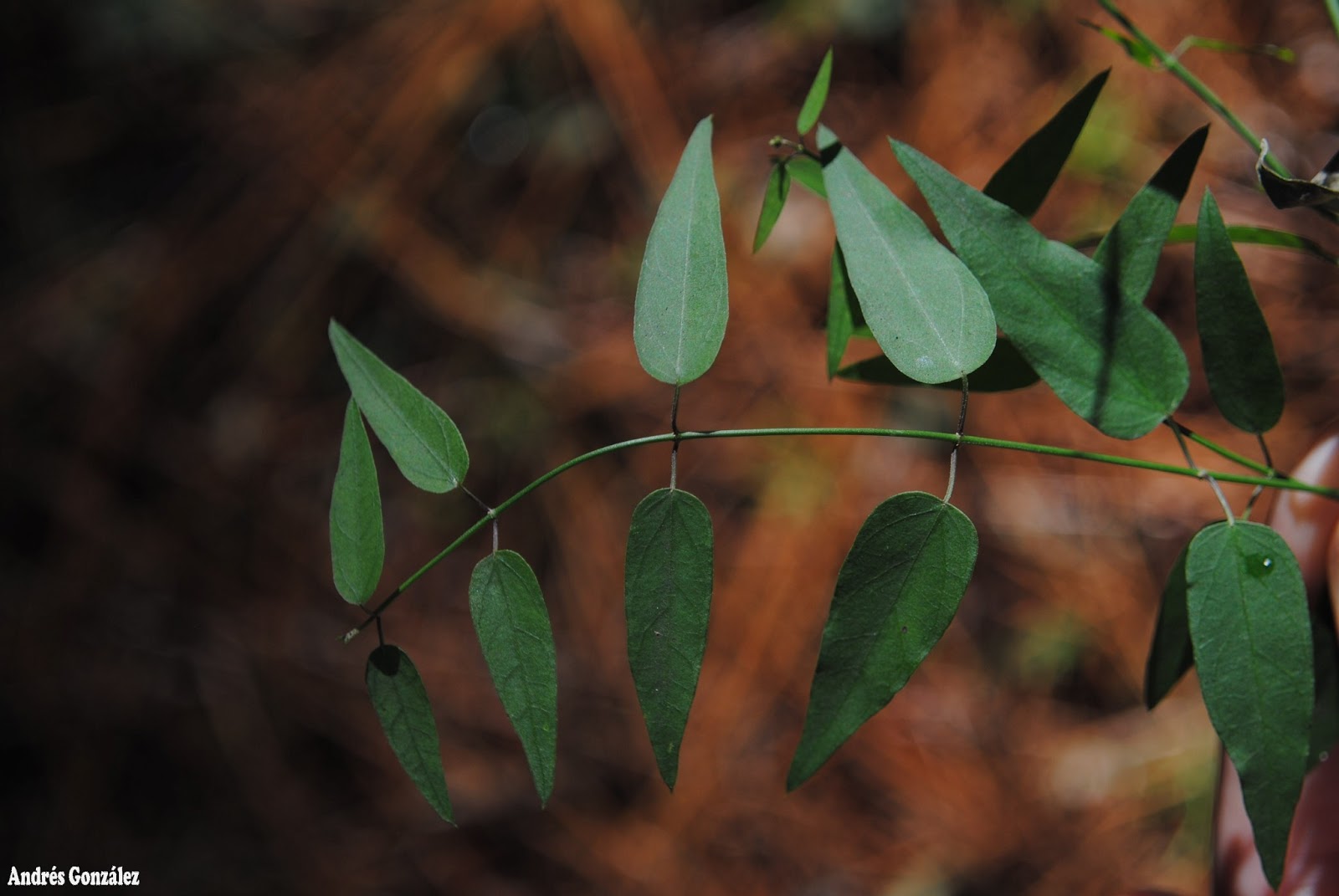FOTOS DE FLORA NATIVA Y ADVENTICIAS DE URUGUAY : Orthosia virgata ...