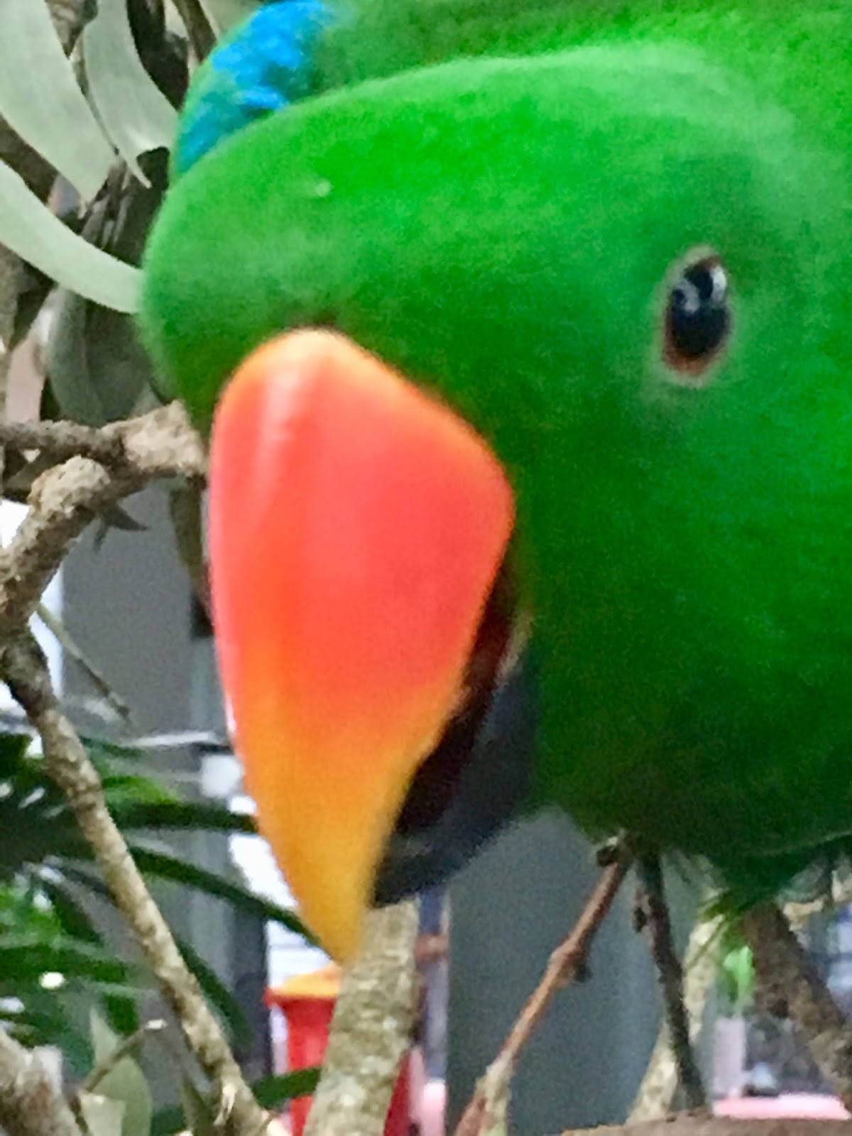 Port Douglas cycling, cane toads, cats, and stoner dogs