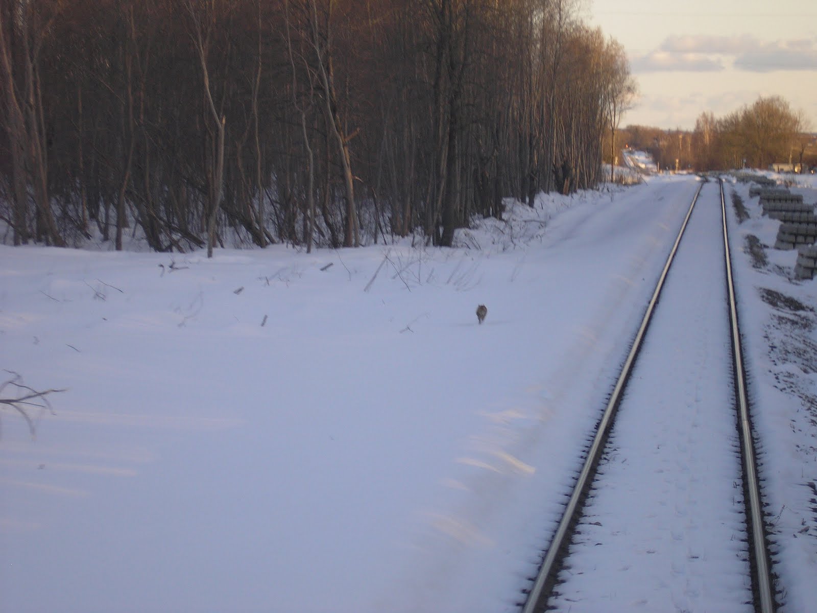 EESTIMAA PÄEVIK - ESTONIAN BLOG: PAALA JA VILJANDI