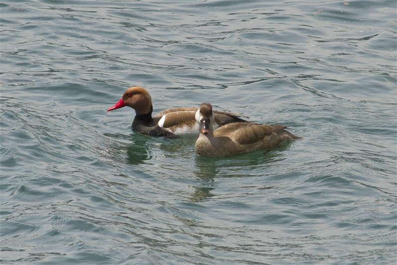 C.R.O.S. Varenna: maggio 2013