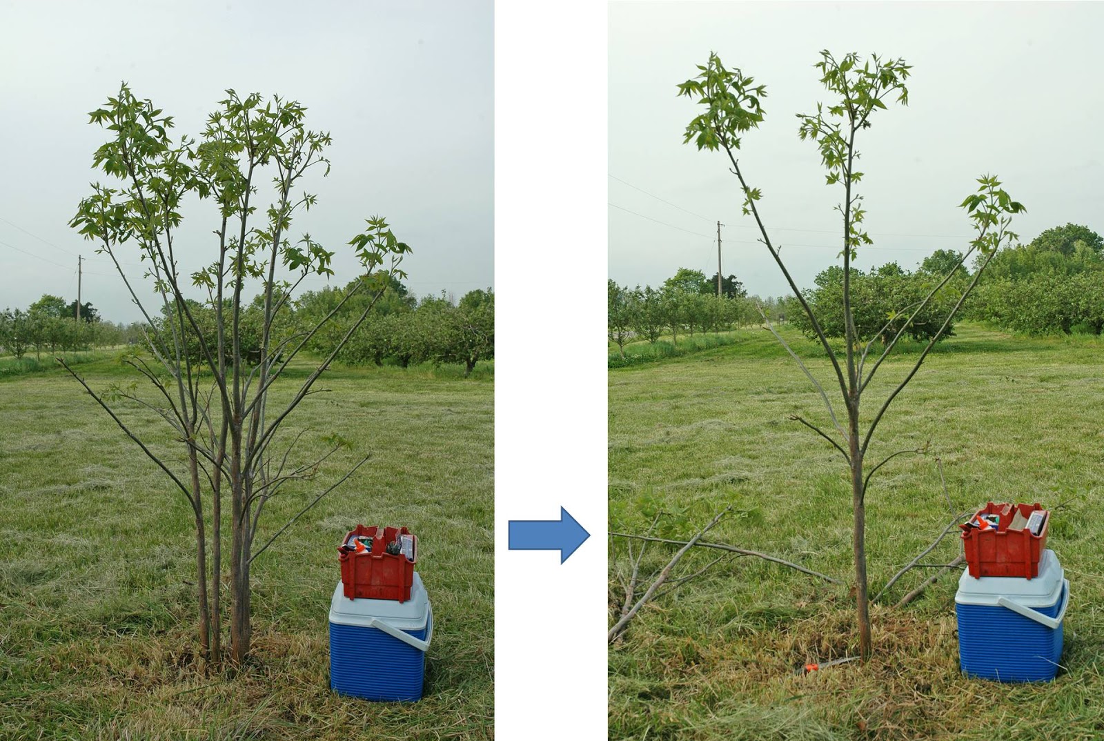 Northern Pecans: Grafting a pasture pecan tree