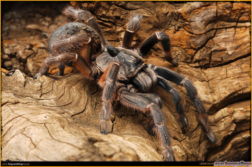 Tarantula Caresheets: Ceratogyrus darlingi