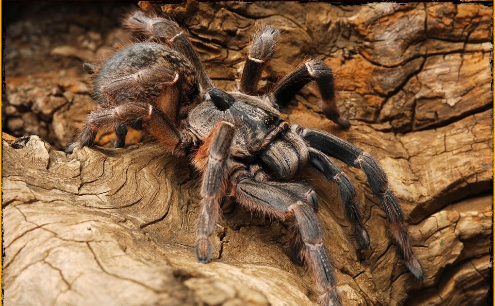 C Darlingi Care Sheet