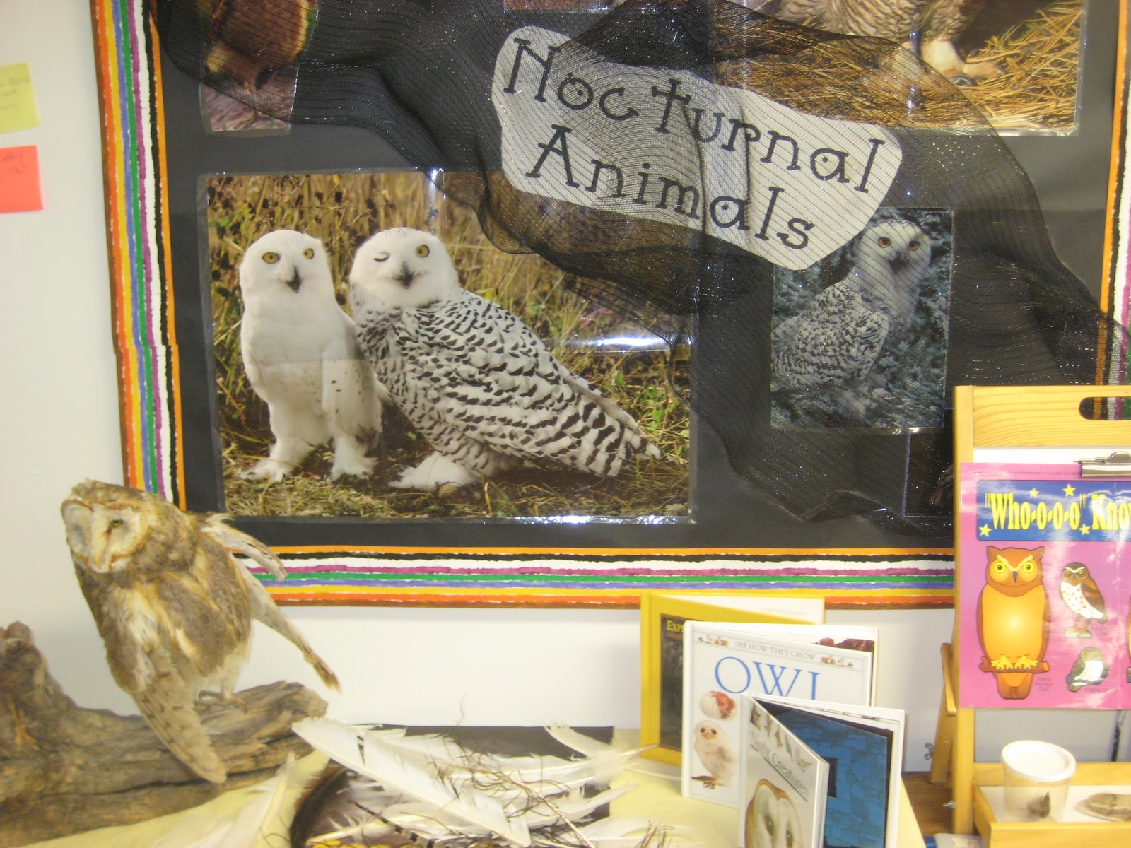 Kindergarten Kiosk: Owls at the Science Center