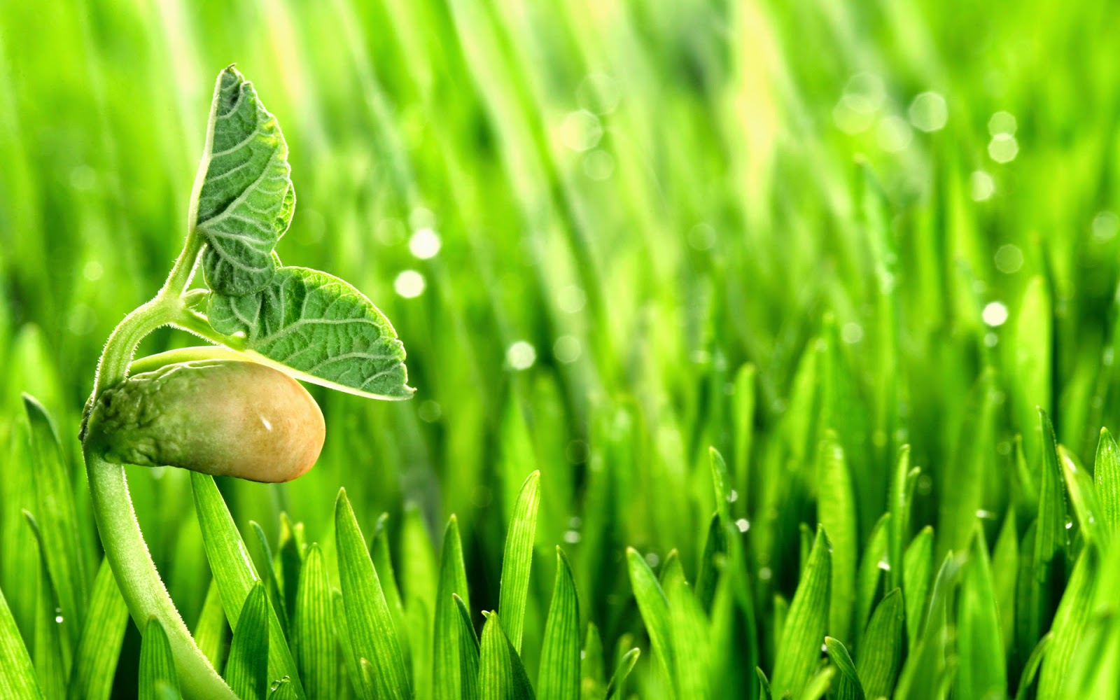 Maintaining Your Plants Is Now Child’s Play | Story News Updates