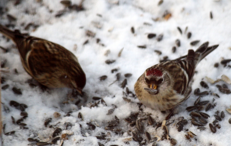 Linnea borealis: Urpiaisten pyrähdys