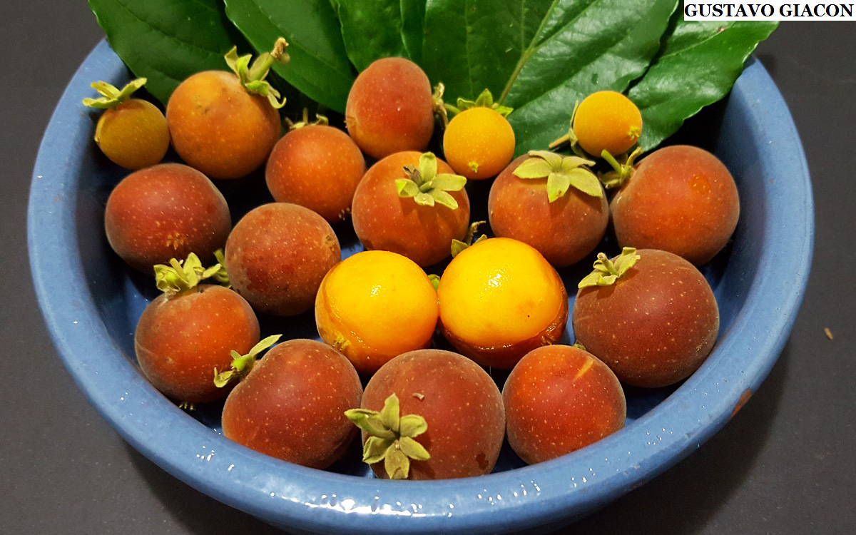 Viveiro Ciprest - Plantas Nativas e Exóticas: Dovialis Doce ou Sem ...