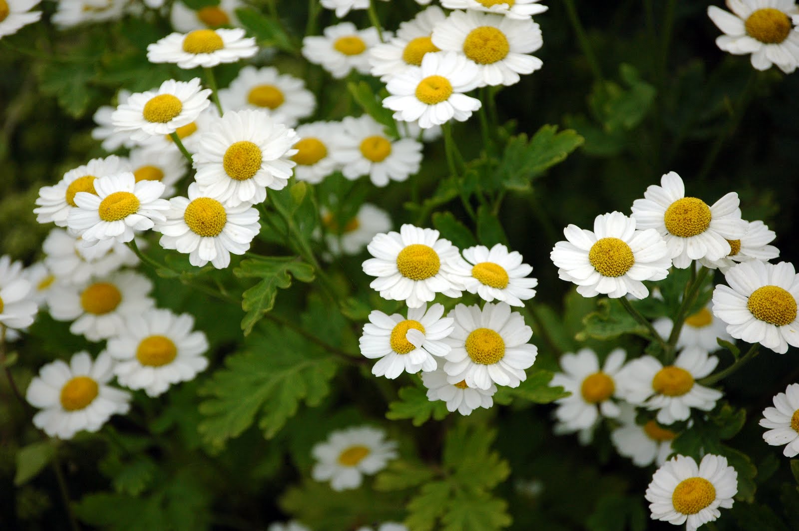 Tanacetum Parthenium / Feverfew / Tanaceto