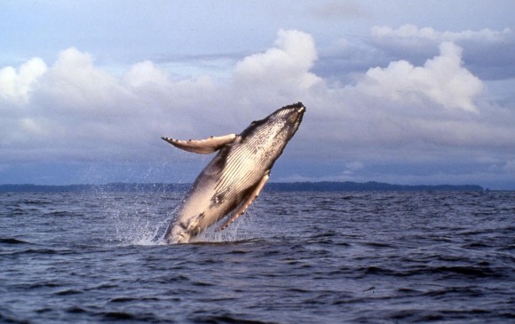 Comenzaron a llegar las ballenas al Pacífico colombiano ...