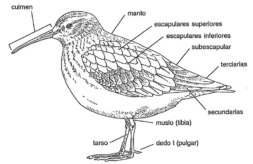 Aves de España: Toponimia de un ave