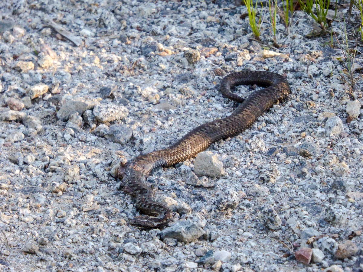 Vaelluksella Suomen poikki, osa 10: Utajärvi - Halinsaari