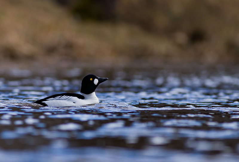 Zsombor Károlyi's Photo Blog: Spring break - Part 1