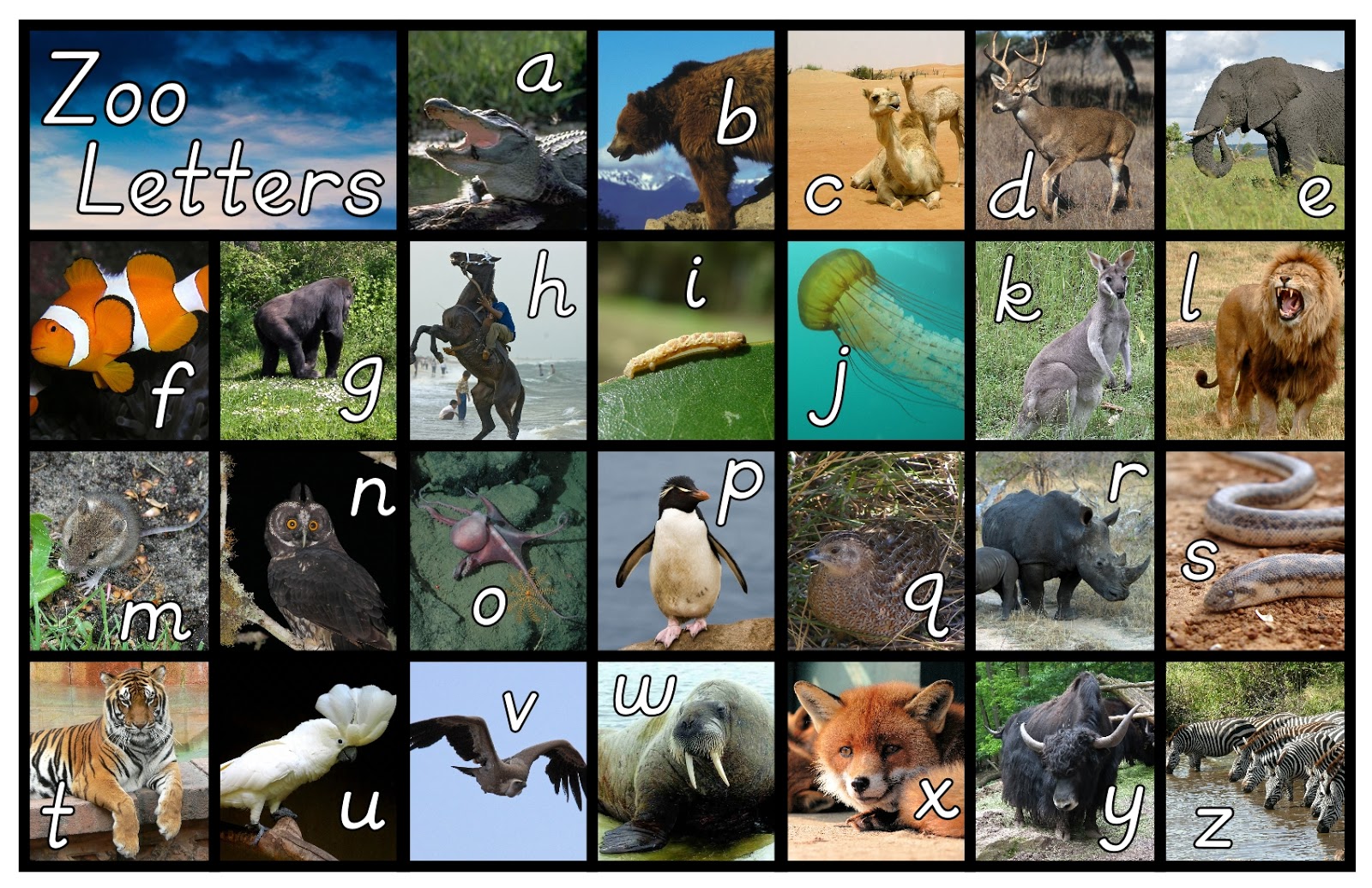 Large Alpha-Zoo Poster with Real Animal Pictures - In Our Pond