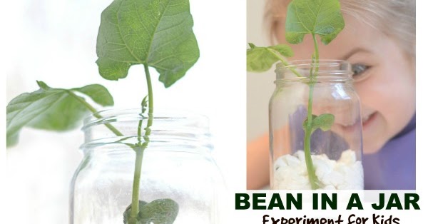 Bean Experiment for Kids