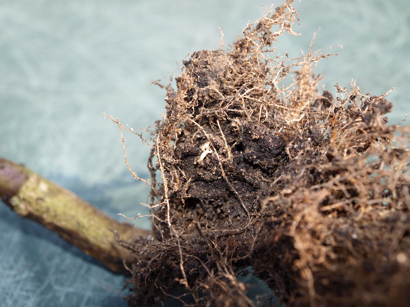 Mark's Veg Plot: Post Mortem