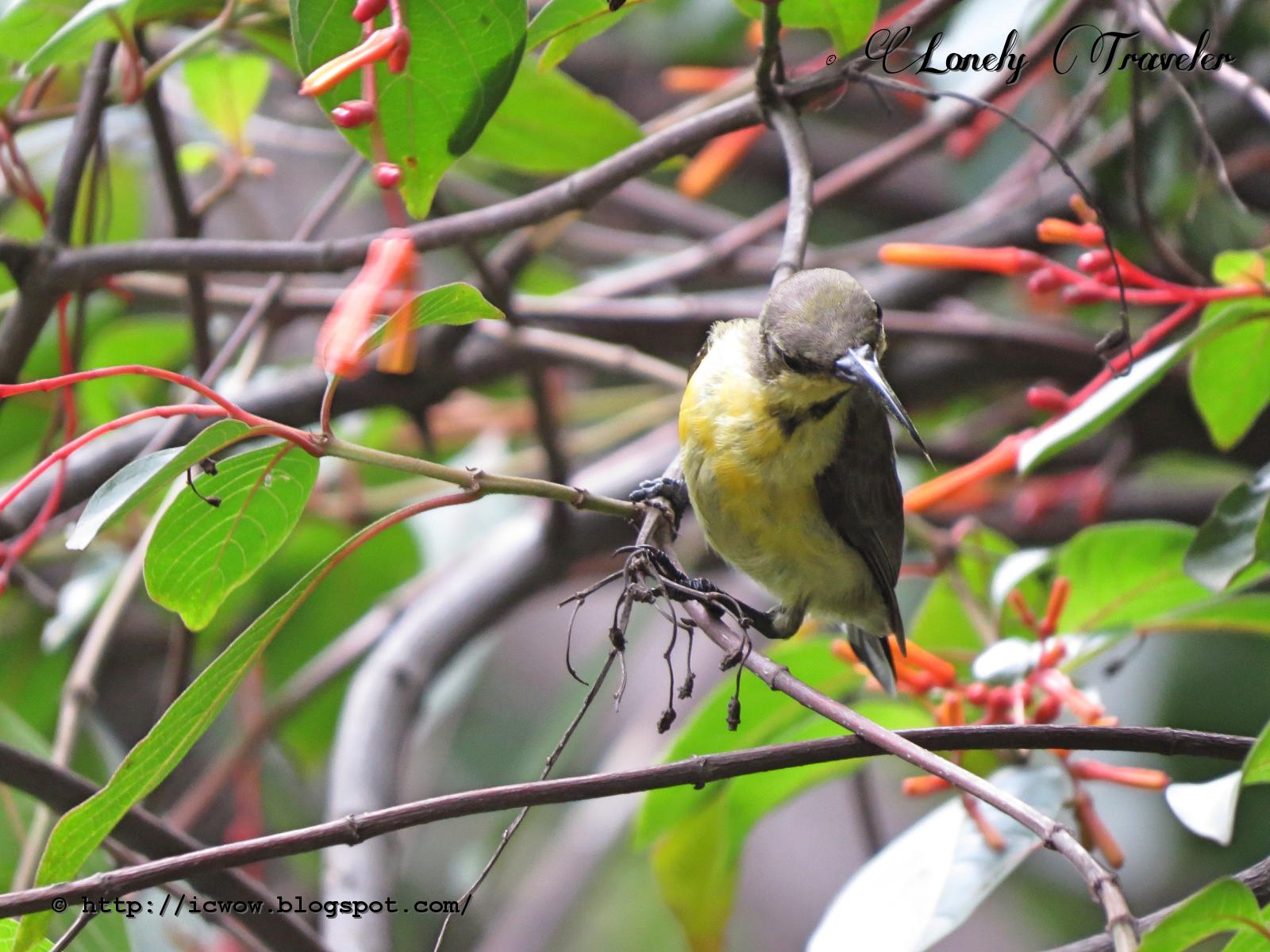 Purple-rumped sunbird - Leptocoma zeylonica