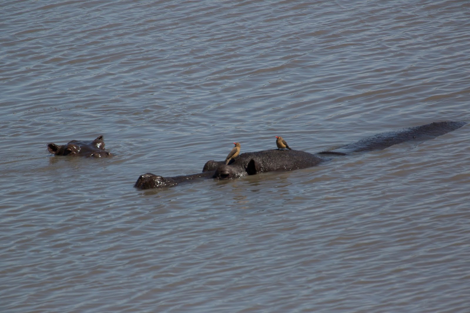 Travels with Craig and Jeri: Africa 2017- Day 17