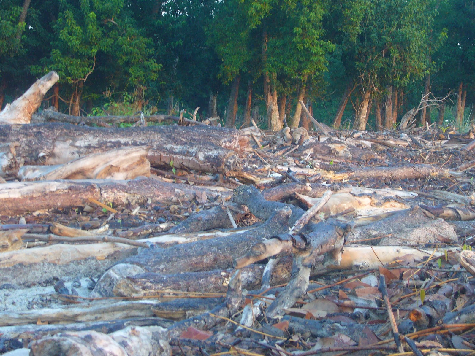 DREAM RAIN BANGLADESH: SUNDORBON PICTURE