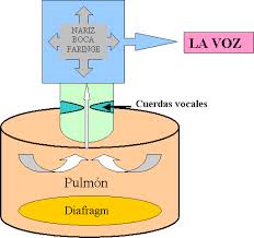 ¿Como se produce la voz?