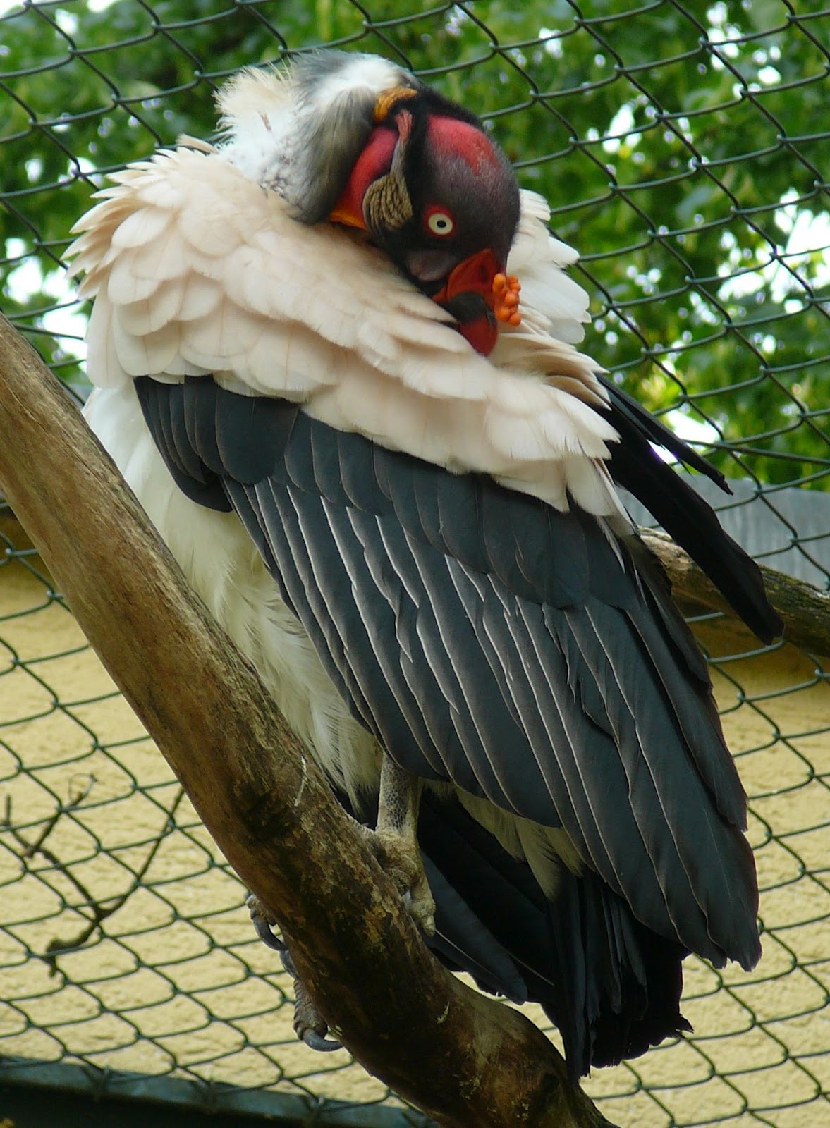Fascinated by Vultures: King Vultures of Zoo of Frankfurt