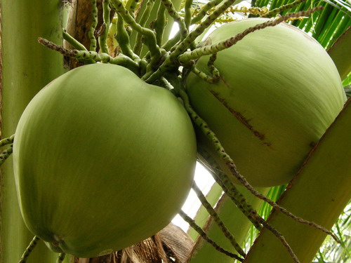 Thailand to Thai coconut crops: Thailand to Thai coconut crops