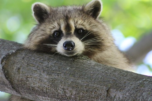 Encyclopedia of Trivia: Raccoon