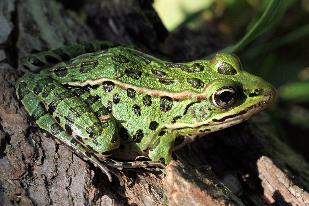 Thoughts and things: Axanthic Northern Leopard Frog