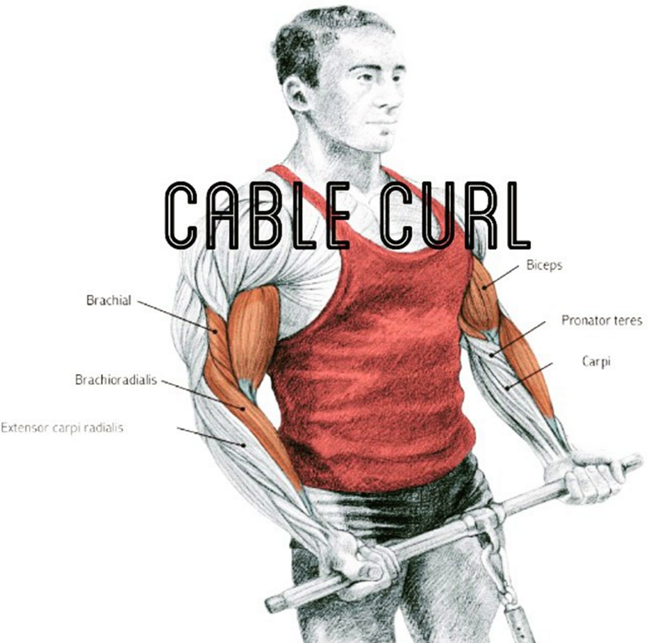 Cable Curl - Everything About Fitness