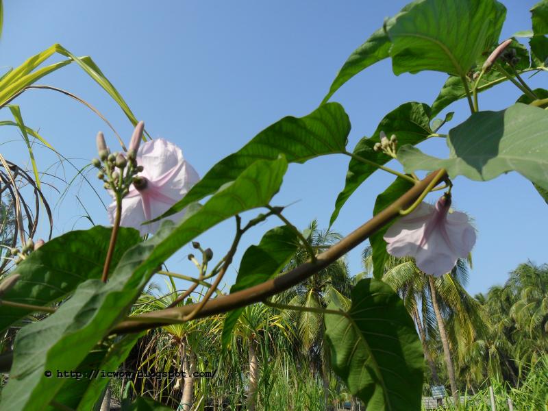 Dhol Kolmi(ঢোল কলমি) - Ipomoea carnea