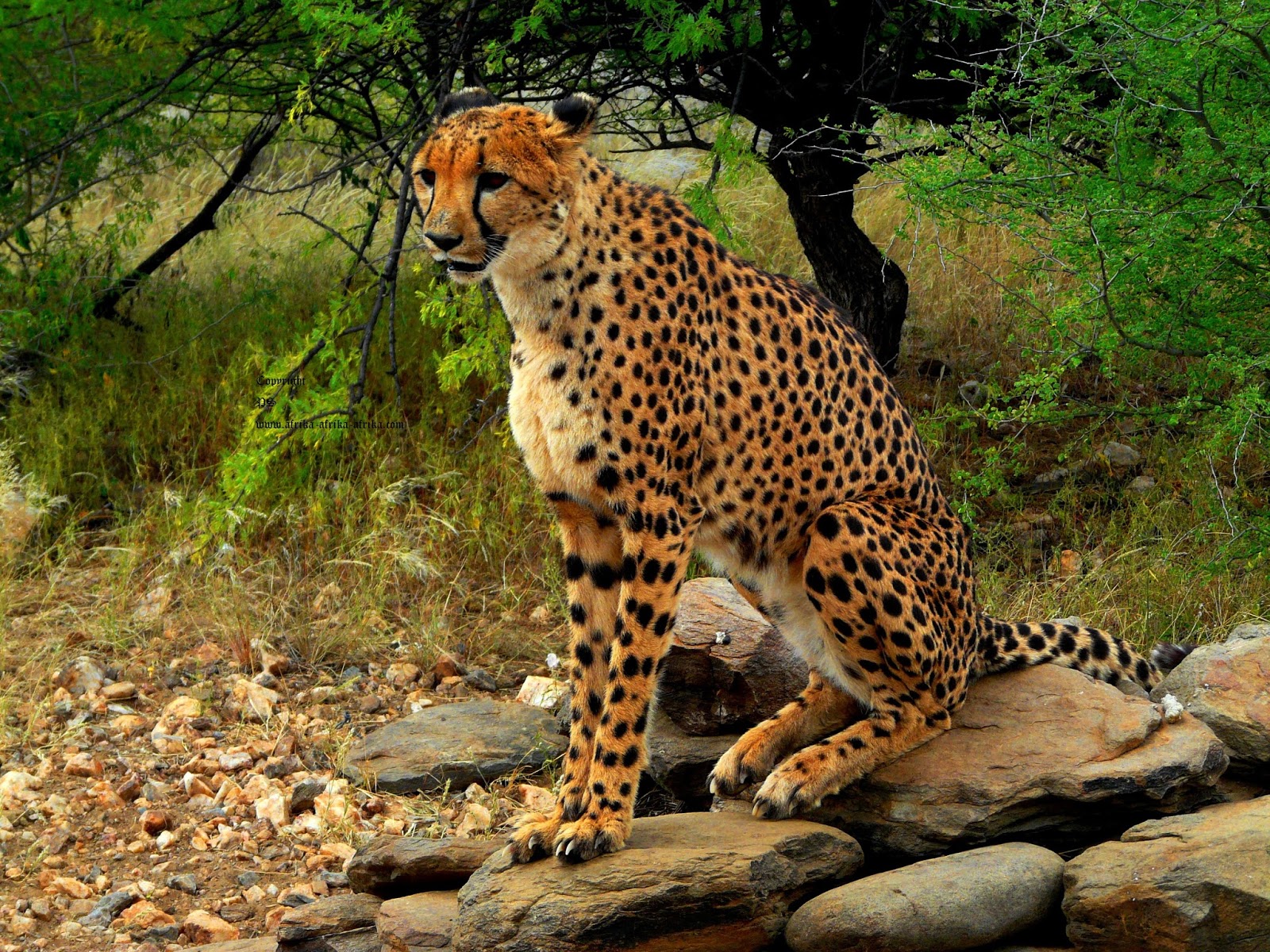 ps-pictureshop: Gepard, cheetah, Leopard, beo,леопард, lampart