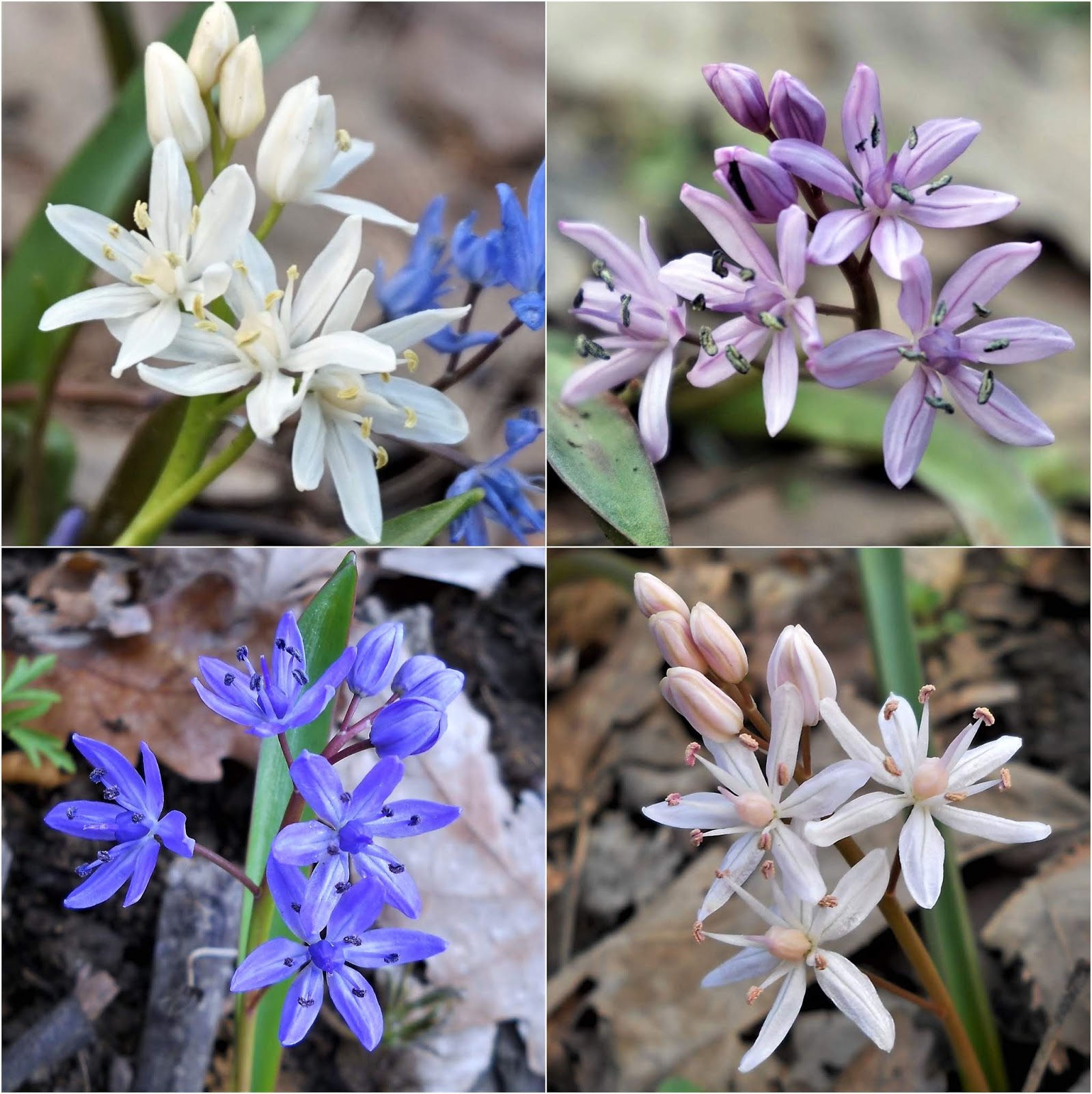 AdrianaFlora: Viorele albe, roz, violet