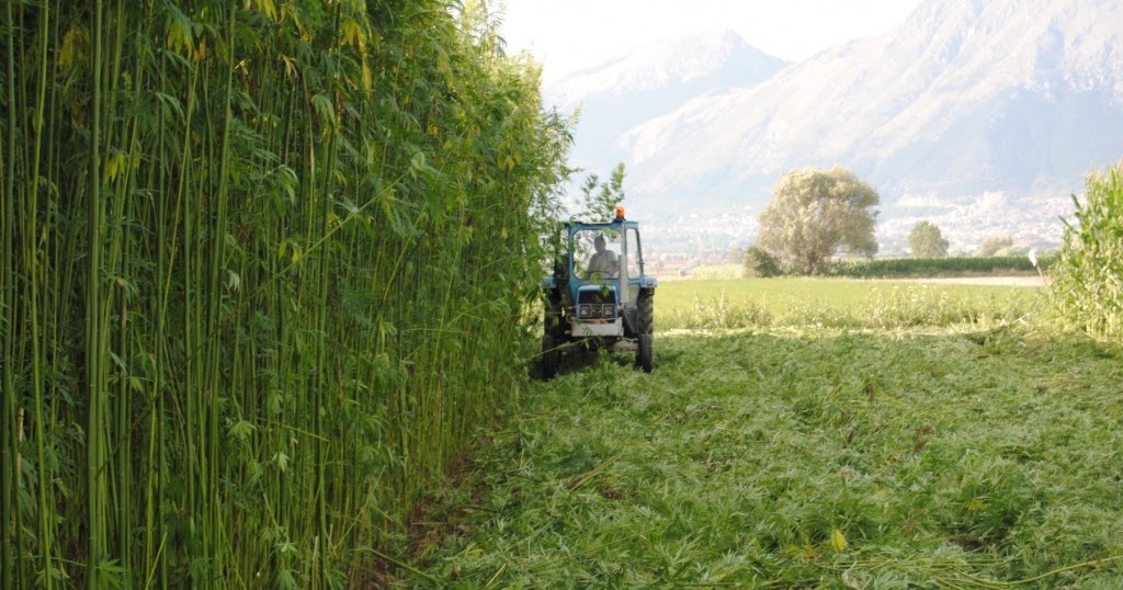 FOGLIE: Colture redditizie: la canapa