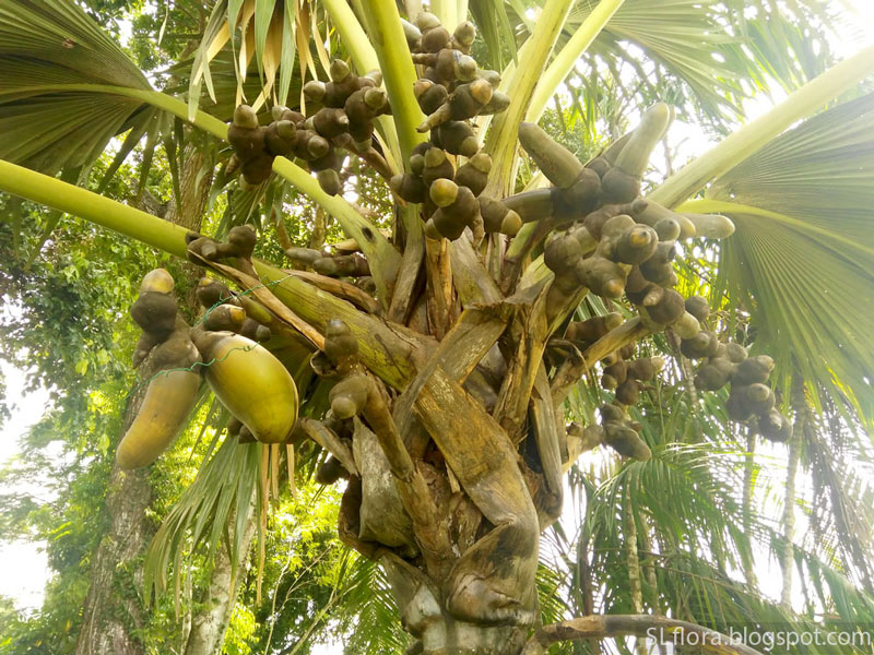 Debidi pol (Double Coconut) - Lodoicea maldivica | SL Flora
